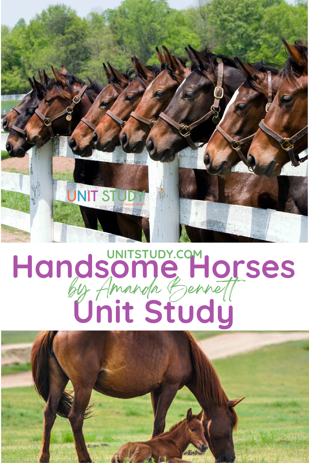 Handsome Horses - UnitStudy